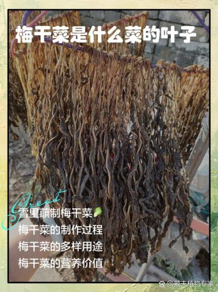 雪里蕻梅干菜怎么腌制_雪里蕻梅干菜腌制多久能吃-第2张图片-山城妙识 雪里蕻梅干菜怎么腌制_雪里蕻梅干菜腌制多久能吃-第2张图片-山城妙识
