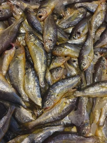 黄花鱼多少钱一斤_野生黄花鱼价格表-第3张图片-山城妙识 黄花鱼多少钱一斤_野生黄花鱼价格表-第3张图片-山城妙识