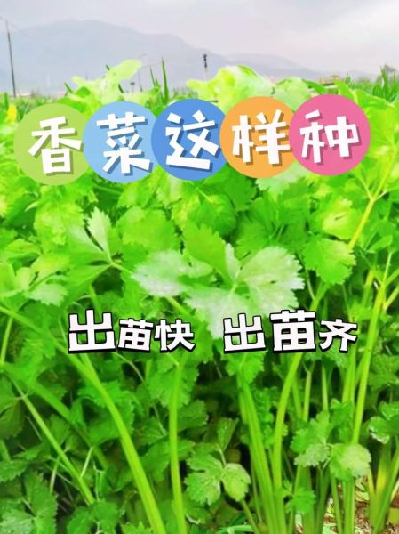 伏天香菜怎么种_伏天香菜种植方法-第1张图片-山城妙识 伏天香菜怎么种_伏天香菜种植方法-第1张图片-山城妙识