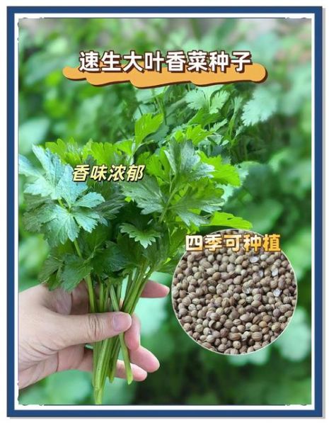 伏天香菜怎么种_伏天香菜种植方法-第3张图片-山城妙识 伏天香菜怎么种_伏天香菜种植方法-第3张图片-山城妙识