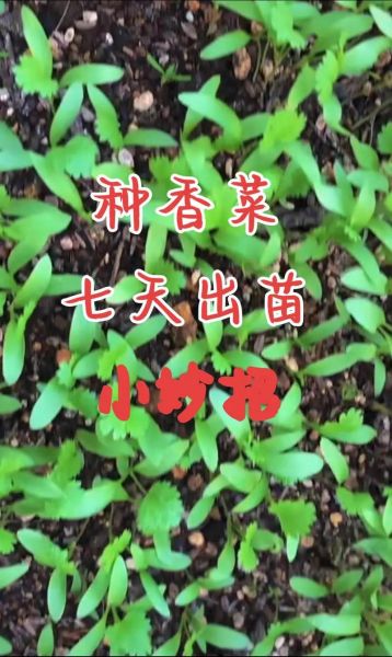 伏天香菜怎么种_伏天香菜种植方法-第2张图片-山城妙识 伏天香菜怎么种_伏天香菜种植方法-第2张图片-山城妙识