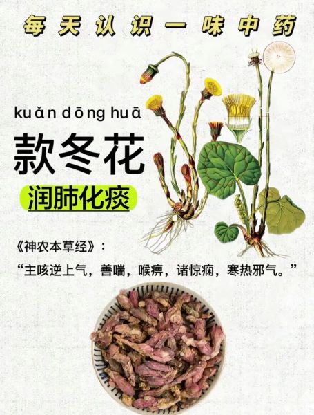 款冬花的功效与作用禁忌_款冬花哪些人不能吃-第1张图片-山城妙识 款冬花的功效与作用禁忌_款冬花哪些人不能吃-第1张图片-山城妙识