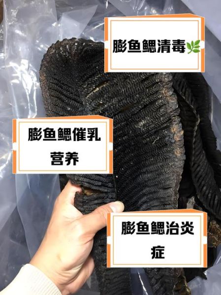 膨鱼鳃适合什么人吃_孕妇能吃膨鱼鳃吗-第2张图片-山城妙识 膨鱼鳃适合什么人吃_孕妇能吃膨鱼鳃吗-第2张图片-山城妙识