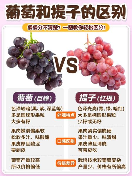 葡萄和提子哪个补血好_吃哪种更有效-第1张图片-山城妙识 葡萄和提子哪个补血好_吃哪种更有效-第1张图片-山城妙识