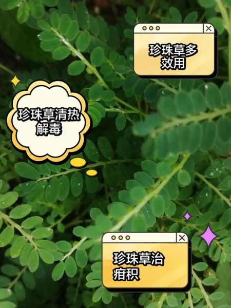 珍珠草的功效与作用_珍珠草可以长期喝吗-第2张图片-山城妙识 珍珠草的功效与作用_珍珠草可以长期喝吗-第2张图片-山城妙识