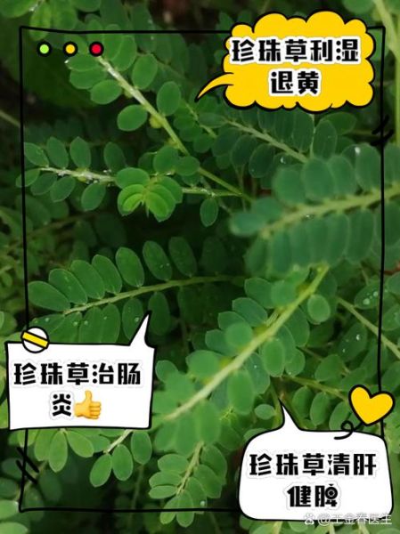 珍珠草的功效与作用_珍珠草可以长期喝吗-第1张图片-山城妙识 珍珠草的功效与作用_珍珠草可以长期喝吗-第1张图片-山城妙识