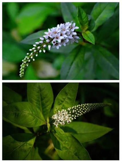 珍珠草的功效与作用_珍珠草可以长期喝吗-第3张图片-山城妙识 珍珠草的功效与作用_珍珠草可以长期喝吗-第3张图片-山城妙识