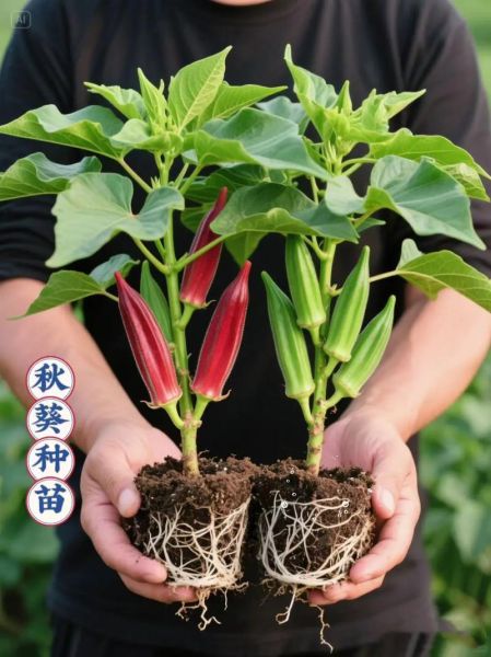 秋葵树寿命多久_秋葵树能活几年-第2张图片-山城妙识 秋葵树寿命多久_秋葵树能活几年-第2张图片-山城妙识