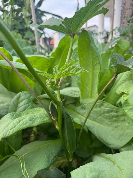 秋葵树寿命多久_秋葵树能活几年-第3张图片-山城妙识 秋葵树寿命多久_秋葵树能活几年-第3张图片-山城妙识