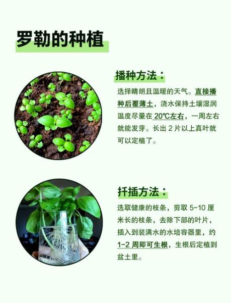 罗勒叶怎么种_罗勒叶种植方法-第1张图片-山城妙识 罗勒叶怎么种_罗勒叶种植方法-第1张图片-山城妙识