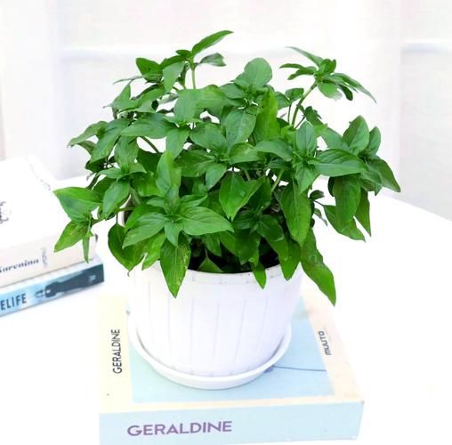 罗勒叶怎么种_罗勒叶种植方法-第3张图片-山城妙识 罗勒叶怎么种_罗勒叶种植方法-第3张图片-山城妙识