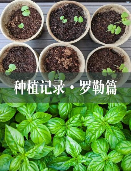 罗勒叶怎么种_罗勒叶种植方法-第2张图片-山城妙识 罗勒叶怎么种_罗勒叶种植方法-第2张图片-山城妙识