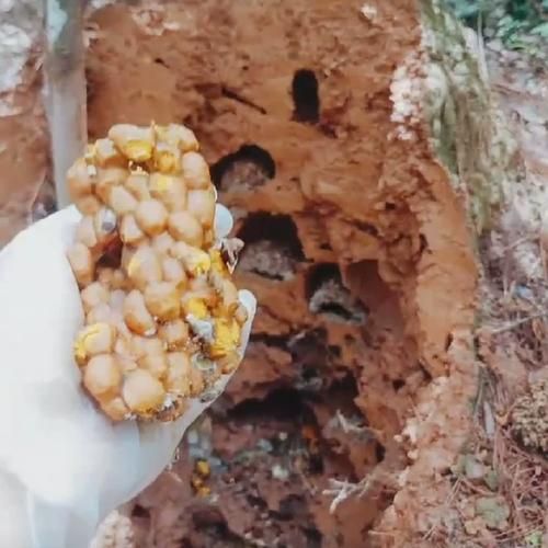 蜂蜜花粉怎么吃最好_一天吃几次最健康-第3张图片-山城妙识 蜂蜜花粉怎么吃最好_一天吃几次最健康-第3张图片-山城妙识