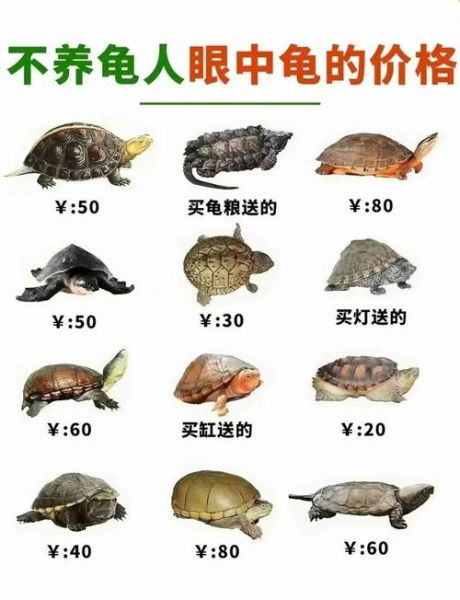 金钱龟图片_价格表多少钱一只-第1张图片-山城妙识 金钱龟图片_价格表多少钱一只-第1张图片-山城妙识