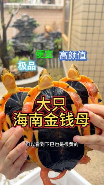 金钱龟图片_价格表多少钱一只-第2张图片-山城妙识 金钱龟图片_价格表多少钱一只-第2张图片-山城妙识