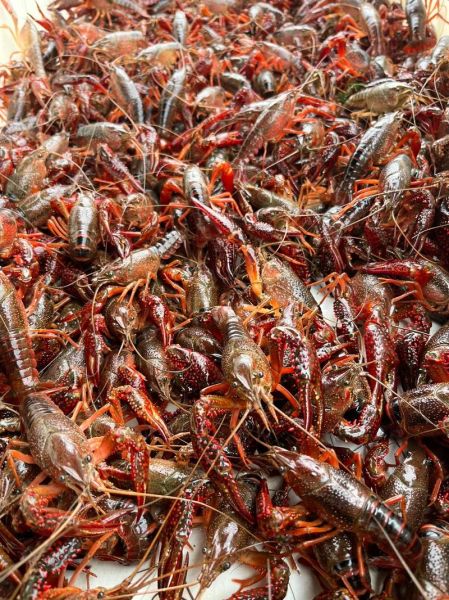 小龙虾养殖环境要求_小龙虾养殖技术有哪些-第1张图片-山城妙识