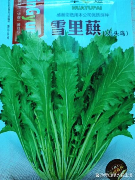 雪里蕻怎么读_雪里蕻和雪菜的区别-第1张图片-山城妙识 雪里蕻怎么读_雪里蕻和雪菜的区别-第1张图片-山城妙识