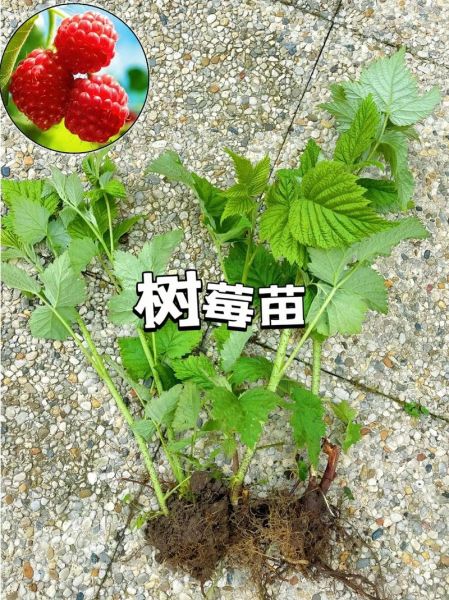 覆盆子树怎么种_覆盆子树几年结果-第1张图片-山城妙识