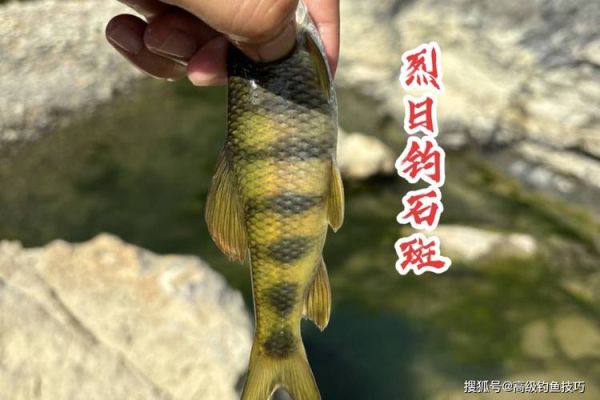 溪水石斑鱼怎么钓_溪水石斑鱼吃什么-第2张图片-山城妙识 溪水石斑鱼怎么钓_溪水石斑鱼吃什么-第2张图片-山城妙识