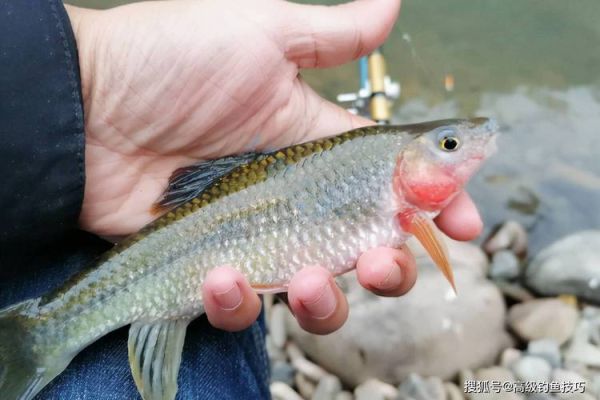 溪水石斑鱼怎么钓_溪水石斑鱼吃什么-第3张图片-山城妙识 溪水石斑鱼怎么钓_溪水石斑鱼吃什么-第3张图片-山城妙识