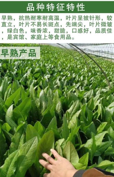 油麦什么意思_网络用语油麦的出处-第3张图片-山城妙识 油麦什么意思_网络用语油麦的出处-第3张图片-山城妙识