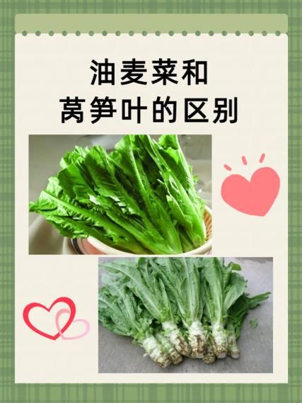 油麦什么意思_网络用语油麦的出处-第1张图片-山城妙识 油麦什么意思_网络用语油麦的出处-第1张图片-山城妙识