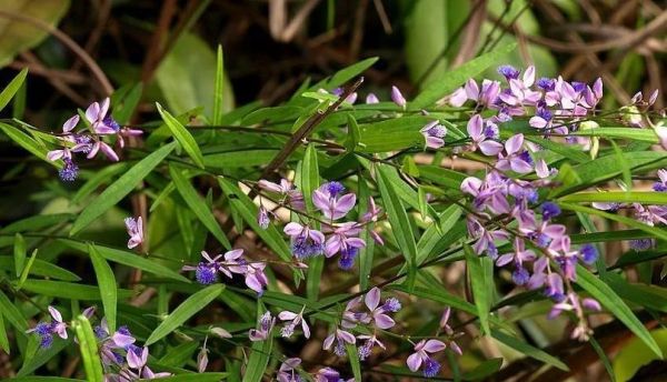 远志的副作用有哪些_远志吃多了会怎样-第1张图片-山城妙识 远志的副作用有哪些_远志吃多了会怎样-第1张图片-山城妙识