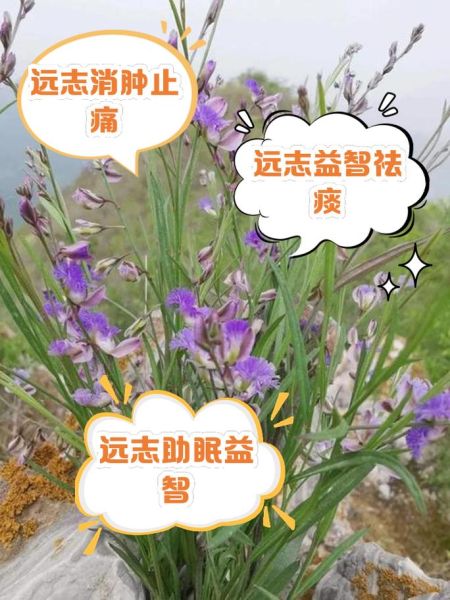 远志的副作用有哪些_远志吃多了会怎样-第2张图片-山城妙识 远志的副作用有哪些_远志吃多了会怎样-第2张图片-山城妙识