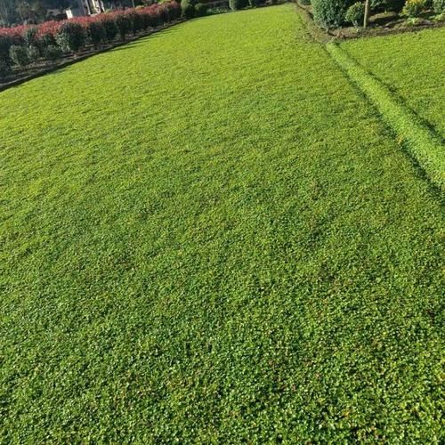 马蹄金草坪怎么种_马蹄金草坪优缺点-第2张图片-山城妙识 马蹄金草坪怎么种_马蹄金草坪优缺点-第2张图片-山城妙识