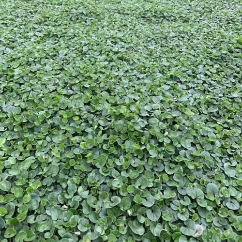 马蹄金草坪怎么种_马蹄金草坪优缺点-第1张图片-山城妙识 马蹄金草坪怎么种_马蹄金草坪优缺点-第1张图片-山城妙识