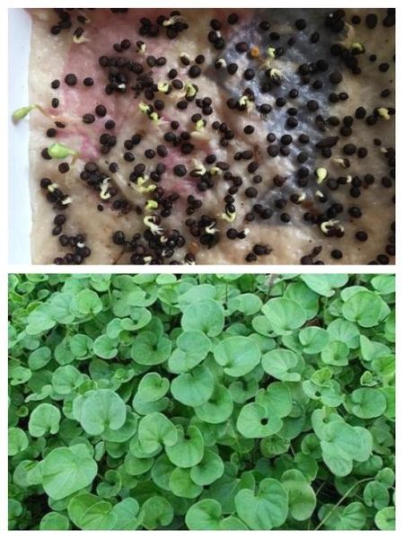 马蹄金草坪怎么种_马蹄金草坪优缺点-第3张图片-山城妙识 马蹄金草坪怎么种_马蹄金草坪优缺点-第3张图片-山城妙识