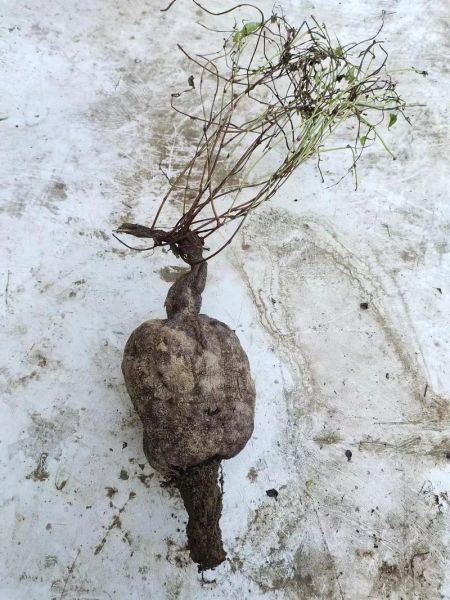 何首乌长什么样_真假何首乌图片对比-第1张图片-山城妙识