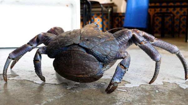 世界上最大的椰子蟹有多大_椰子蟹能活多久-第1张图片-山城妙识 世界上最大的椰子蟹有多大_椰子蟹能活多久-第1张图片-山城妙识