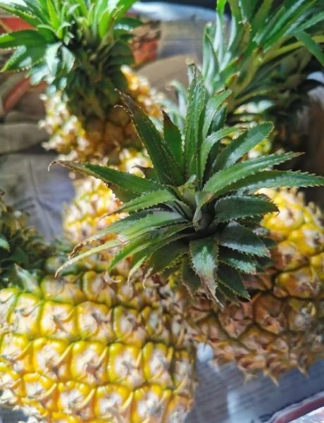 菠萝酱的做法_菠萝酱怎么保存-第2张图片-山城妙识 菠萝酱的做法_菠萝酱怎么保存-第2张图片-山城妙识