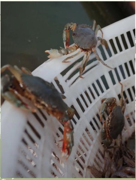 三门青蟹怎么保存不会死_三门青蟹如何保存活三天以上-第3张图片-山城妙识 三门青蟹怎么保存不会死_三门青蟹如何保存活三天以上-第3张图片-山城妙识