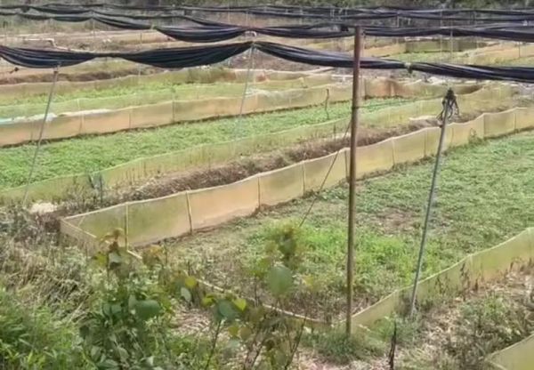 牛蛙养殖基地怎么选_牛蛙养殖基地投资成本-第2张图片-山城妙识 牛蛙养殖基地怎么选_牛蛙养殖基地投资成本-第2张图片-山城妙识