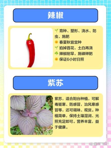 蔬菜的种类名称大全_哪些蔬菜适合阳台种植-第2张图片-山城妙识 蔬菜的种类名称大全_哪些蔬菜适合阳台种植-第2张图片-山城妙识