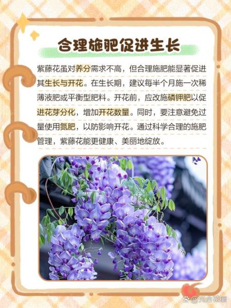 紫藤怎么养_紫藤花什么时候开-第3张图片-山城妙识 紫藤怎么养_紫藤花什么时候开-第3张图片-山城妙识