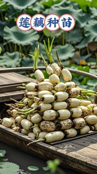 莲藕什么时候种最合适_莲藕种植方法步骤-第1张图片-山城妙识 莲藕什么时候种最合适_莲藕种植方法步骤-第1张图片-山城妙识