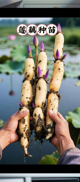 莲藕什么时候种最合适_莲藕种植方法步骤-第3张图片-山城妙识 莲藕什么时候种最合适_莲藕种植方法步骤-第3张图片-山城妙识