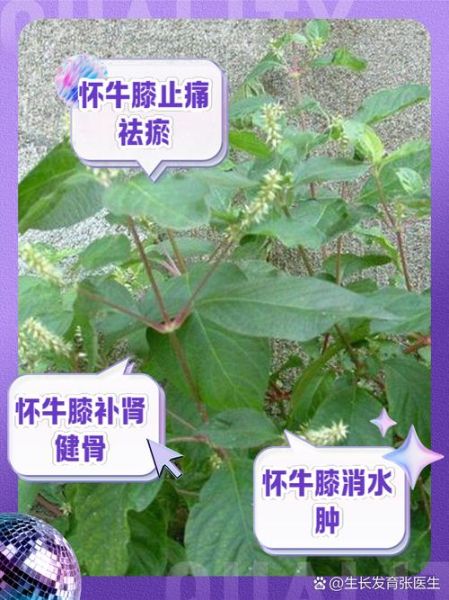 怀牛膝泡水喝的功效_怀牛膝泡水喝的禁忌-第2张图片-山城妙识 怀牛膝泡水喝的功效_怀牛膝泡水喝的禁忌-第2张图片-山城妙识