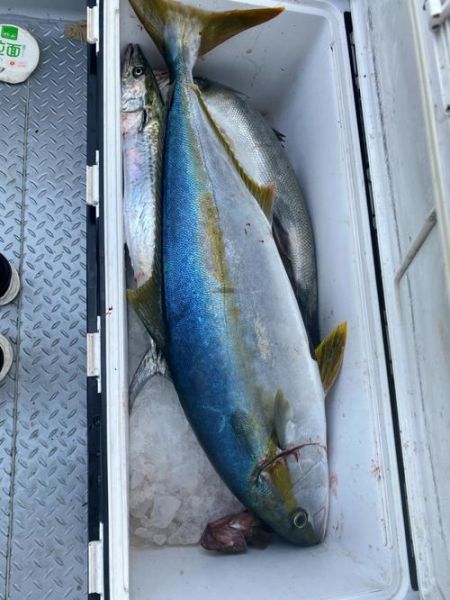 黄尖鱼长什么样_黄尖鱼有毒吗-第3张图片-山城妙识 黄尖鱼长什么样_黄尖鱼有毒吗-第3张图片-山城妙识