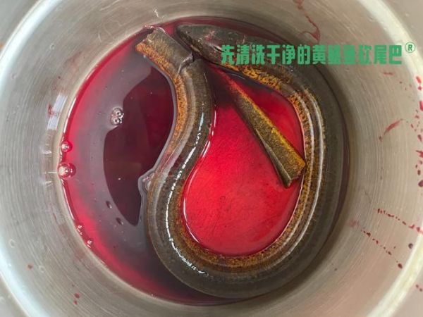 黄鳝粥带血怎么做_黄鳝粥带血正宗做法-第2张图片-山城妙识 黄鳝粥带血怎么做_黄鳝粥带血正宗做法-第2张图片-山城妙识