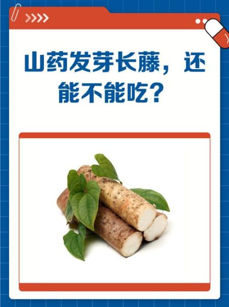 山药藤能吃吗_山药藤有什么功效-第3张图片-山城妙识 山药藤能吃吗_山药藤有什么功效-第3张图片-山城妙识