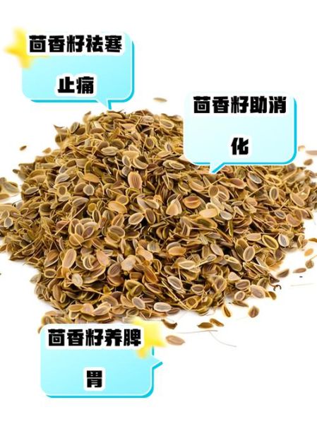 茴香籽长什么样_茴香籽图片怎么分辨真假-第1张图片-山城妙识 茴香籽长什么样_茴香籽图片怎么分辨真假-第1张图片-山城妙识