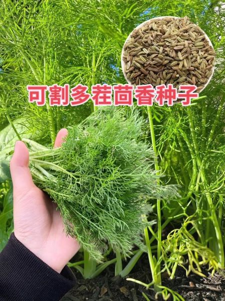 茴香籽长什么样_茴香籽图片怎么分辨真假-第3张图片-山城妙识 茴香籽长什么样_茴香籽图片怎么分辨真假-第3张图片-山城妙识