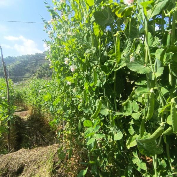 荷兰豆种植温度多少合适_荷兰豆耐寒多少度-第2张图片-山城妙识 荷兰豆种植温度多少合适_荷兰豆耐寒多少度-第2张图片-山城妙识