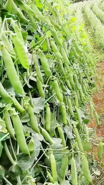 荷兰豆种植温度多少合适_荷兰豆耐寒多少度-第1张图片-山城妙识 荷兰豆种植温度多少合适_荷兰豆耐寒多少度-第1张图片-山城妙识