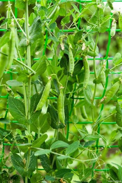 荷兰豆种植温度多少合适_荷兰豆耐寒多少度-第3张图片-山城妙识 荷兰豆种植温度多少合适_荷兰豆耐寒多少度-第3张图片-山城妙识