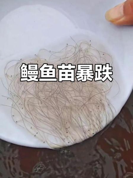 海鳗鱼多少钱一斤_海鳗鱼价格为什么波动大-第3张图片-山城妙识 海鳗鱼多少钱一斤_海鳗鱼价格为什么波动大-第3张图片-山城妙识